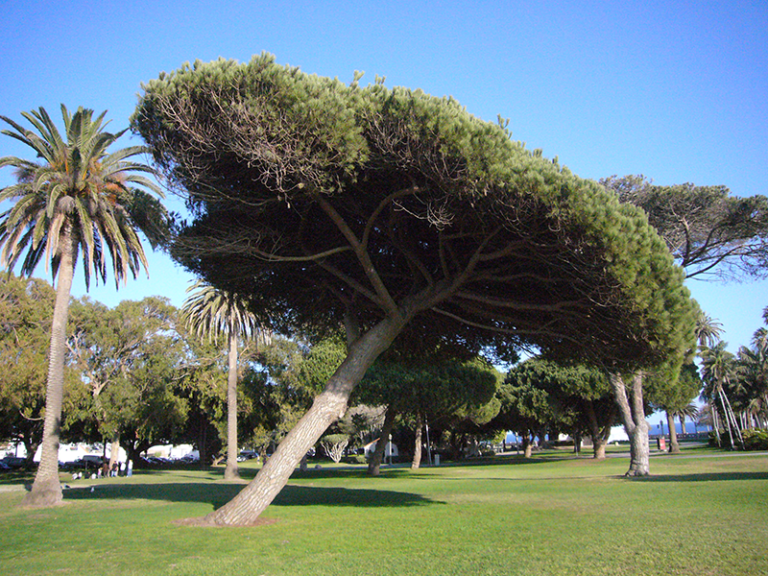 Point Fermin Park Sanpedro San Pedro California